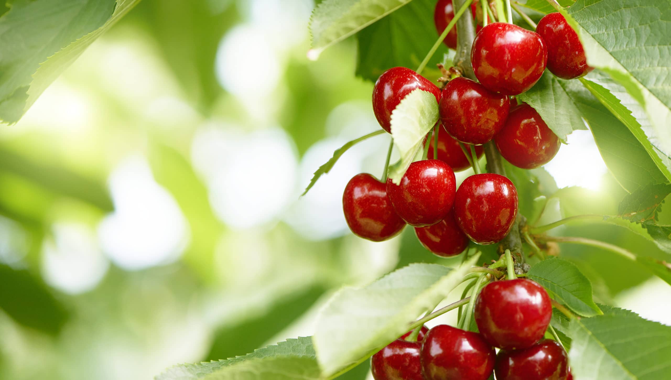 Haga coincidir la calidad de la cereza con la demanda